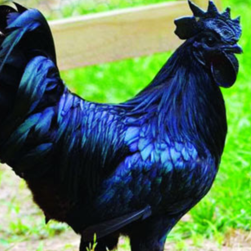 Gà Ayam Cemani – Giống giống gà độc đáo có bộ xương đen từ đầu đến chân ...